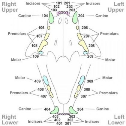 Dental Anatomy of Dogs