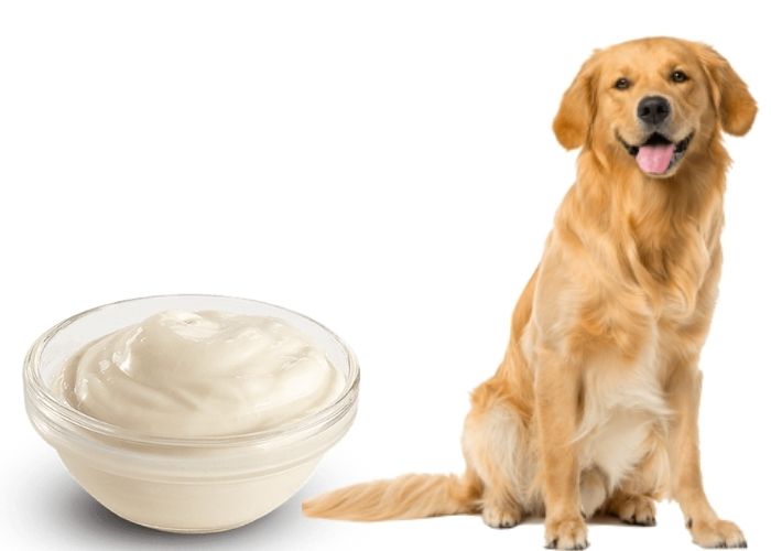 Can Dogs Eat Mayonnaise Can Dogs Eat Mayonnaise