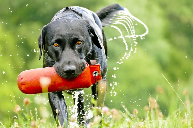 Detection Dogs How Are Sniffer Dogs And Security Dogs Trained 